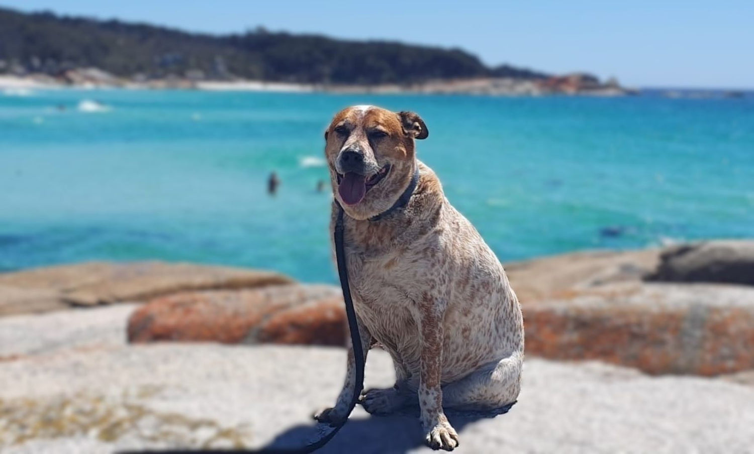 Happy Henley